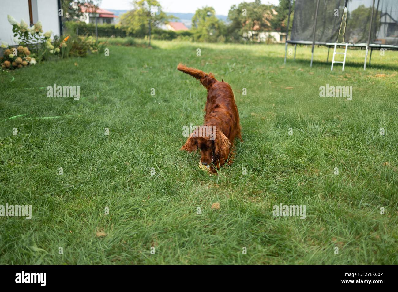 Beautiful happy red Irish Setter dog playing outdoors in grass on a ...