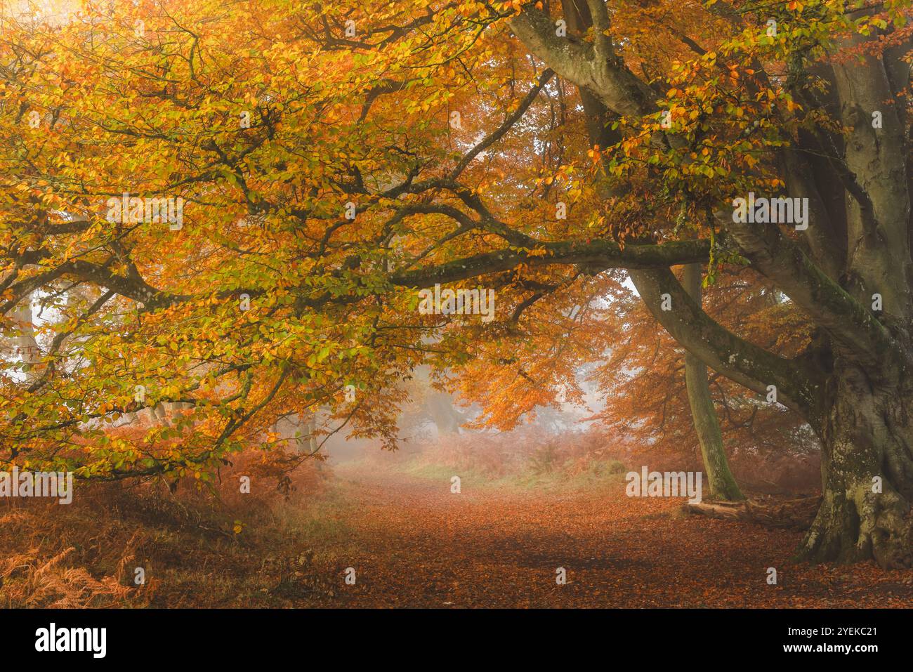 Misty morning light filters through the twisting branches of ancient ...
