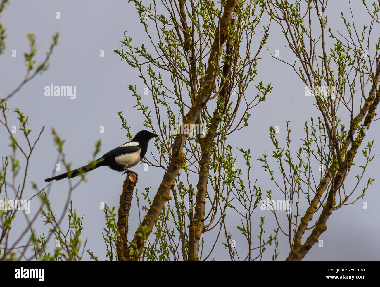 The Eurasian magpie or common magpie Pica pica Stock Photo - Alamy
