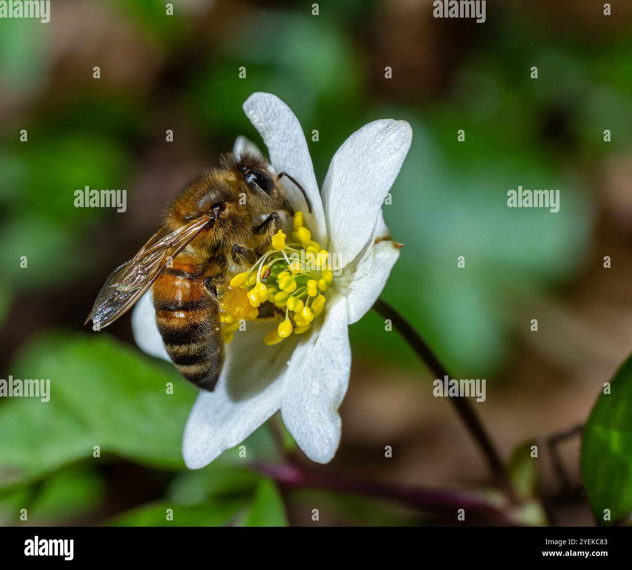 Bee, Western honey bee - Apis mellifera, with pollen sits on the flower of wood anemone Stock ...