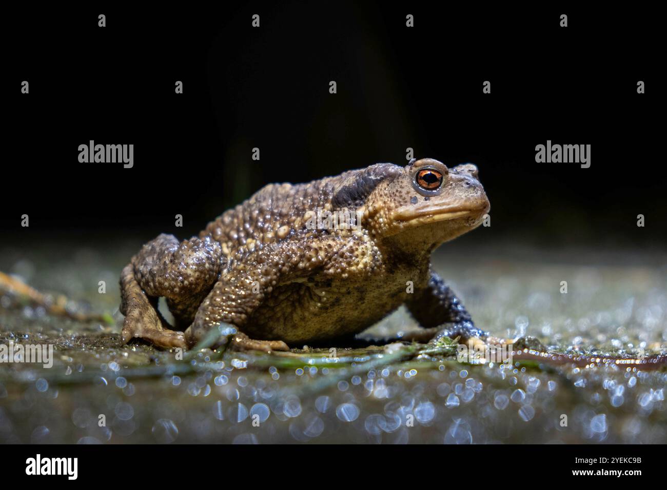 Auxiliary insect hi-res stock photography and images - Alamy