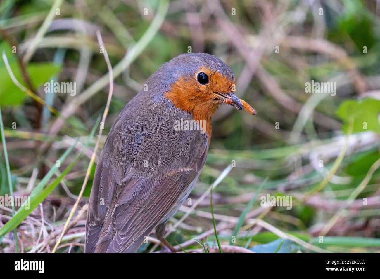 Robin with a worm in its beak Stock Photo - Alamy