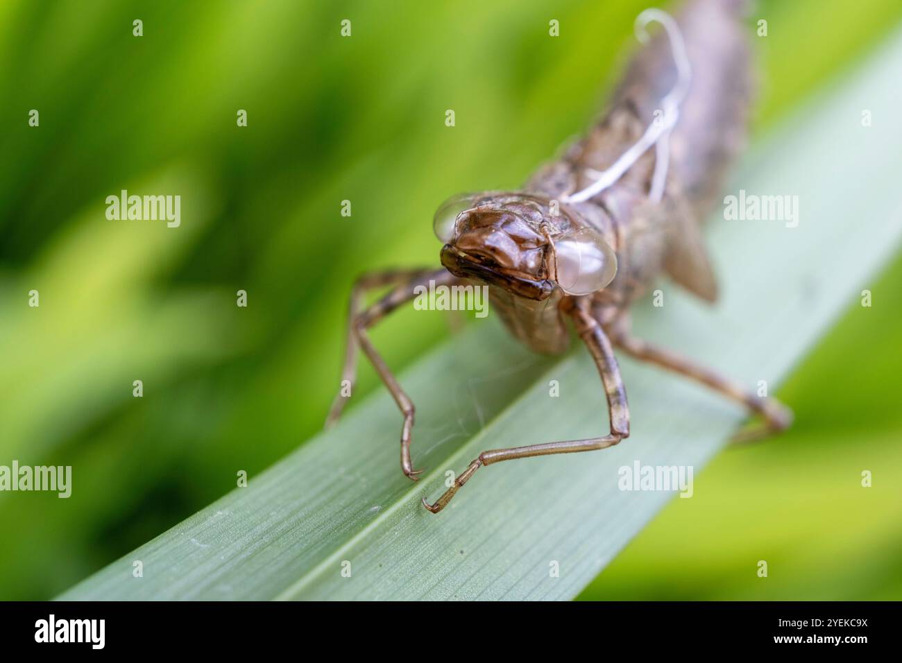 Dragonfly exuvia, sloughing, empty exuvia, envelope of a dragonfly ...