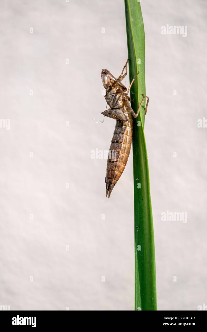 Dragonfly exuvia, sloughing, empty exuvia, envelope of a dragonfly ...