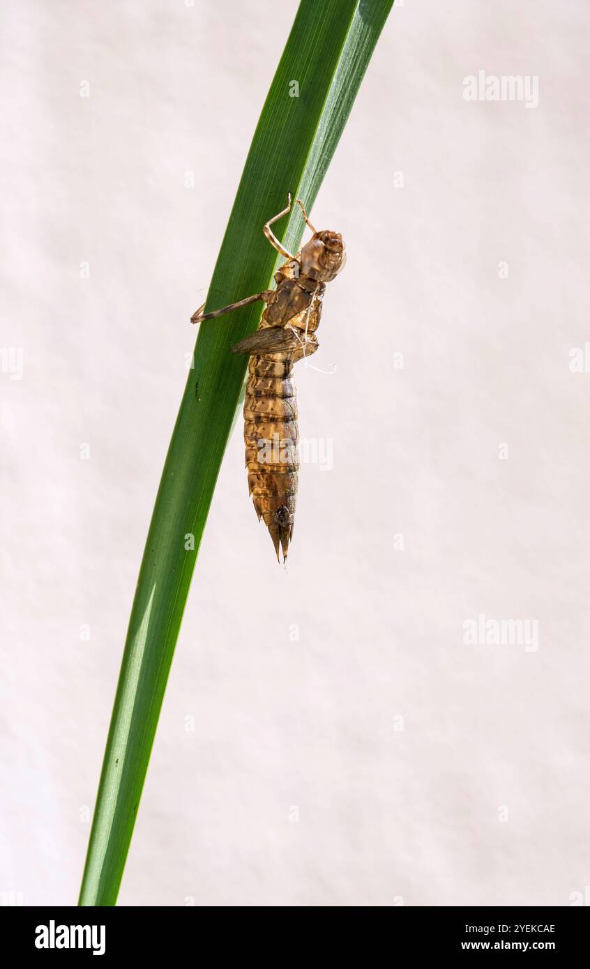 Dragonfly exuvia, sloughing, empty exuvia, envelope of a dragonfly ...