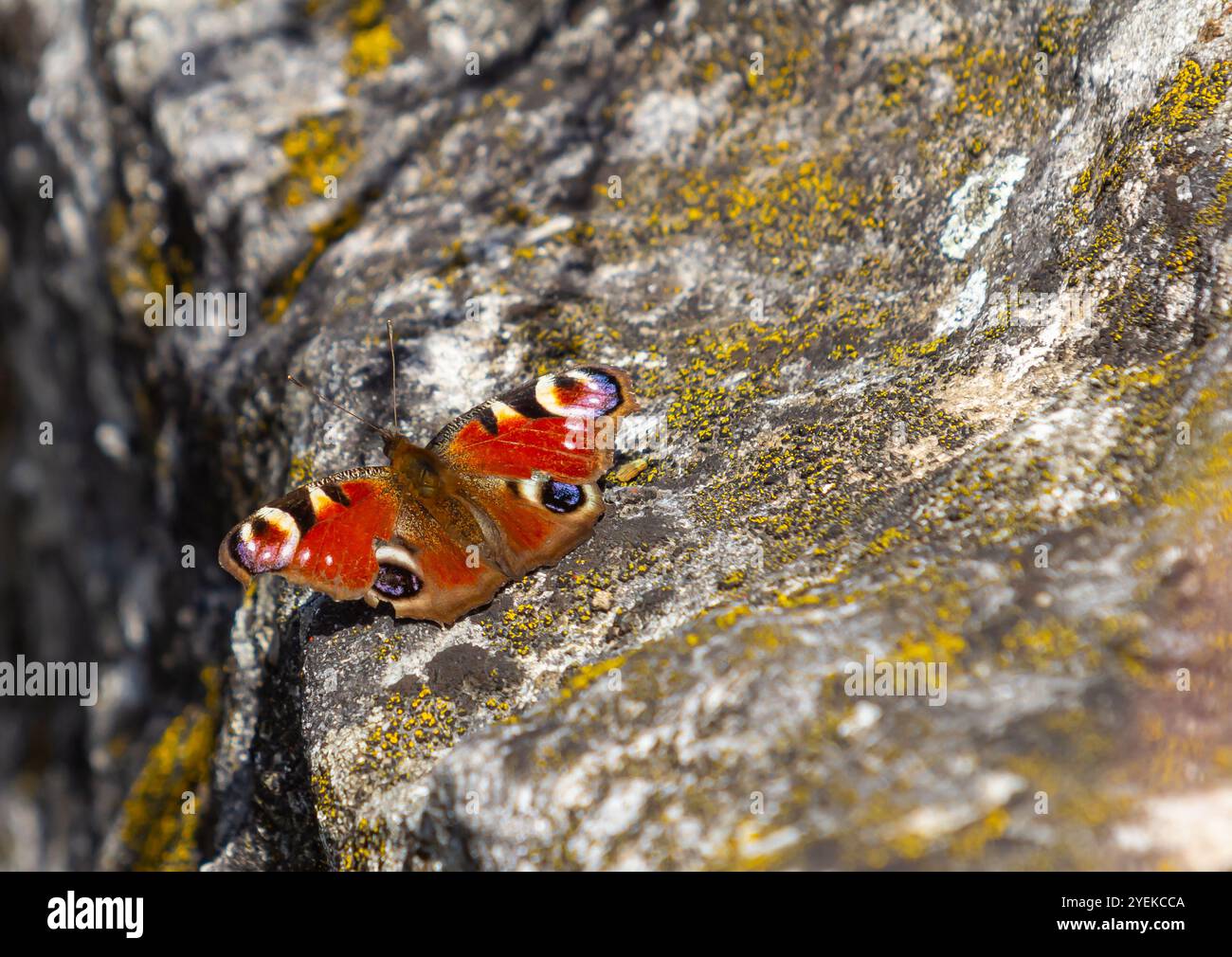 Dorsal peacock butterfly hi-res stock photography and images - Alamy