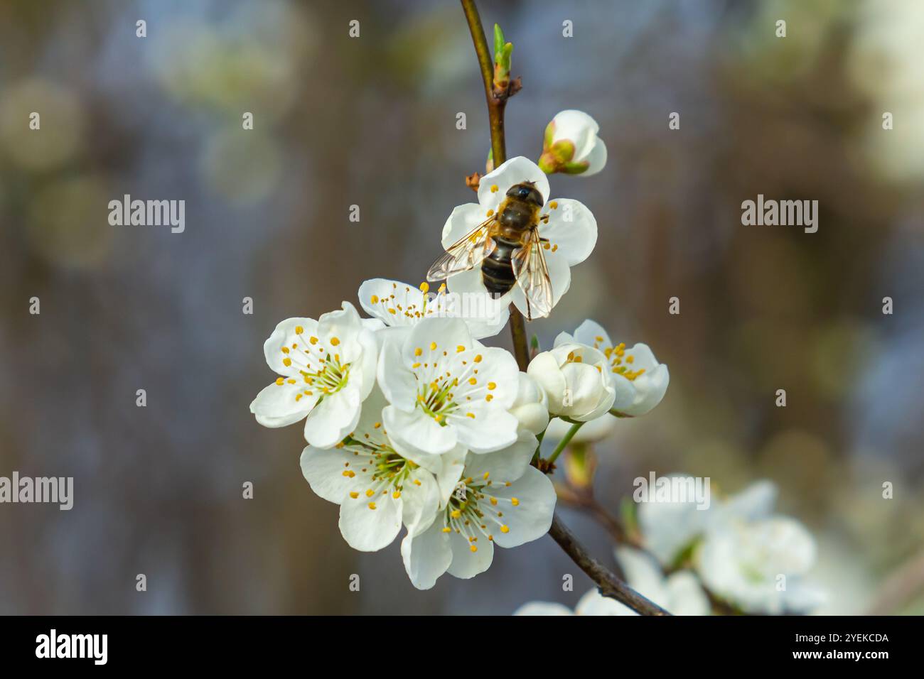 The sweet nectar hi-res stock photography and images - Alamy