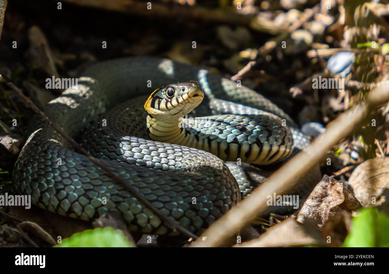 The grass snake Natrix natrix, sometimes called the ringed snake or ...