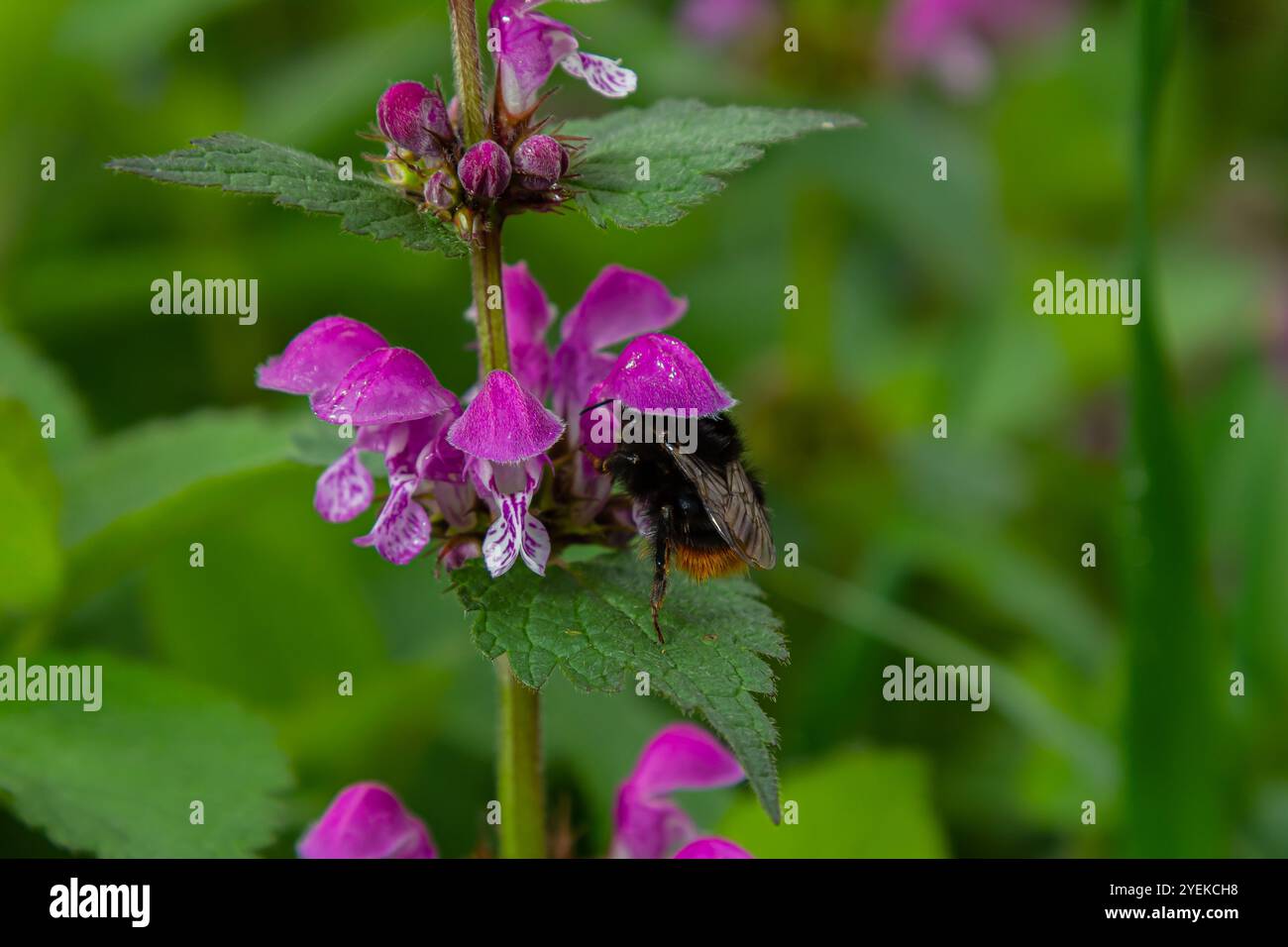 Closeup of a Bombus terrestris, the buff-tailed bumblebee or large ...