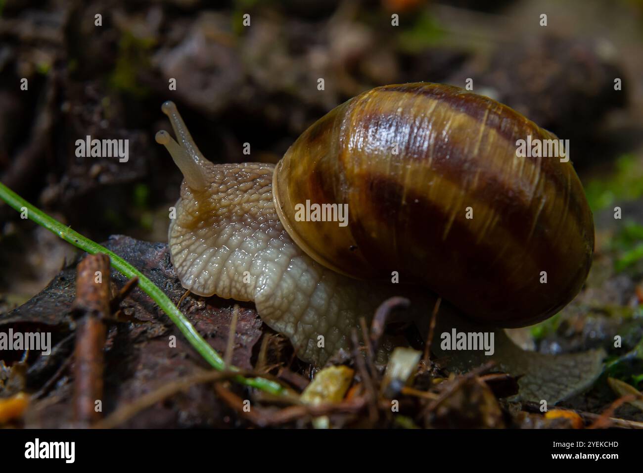 Helix pomatia, common names the Roman snail, Burgundy snail, edible ...