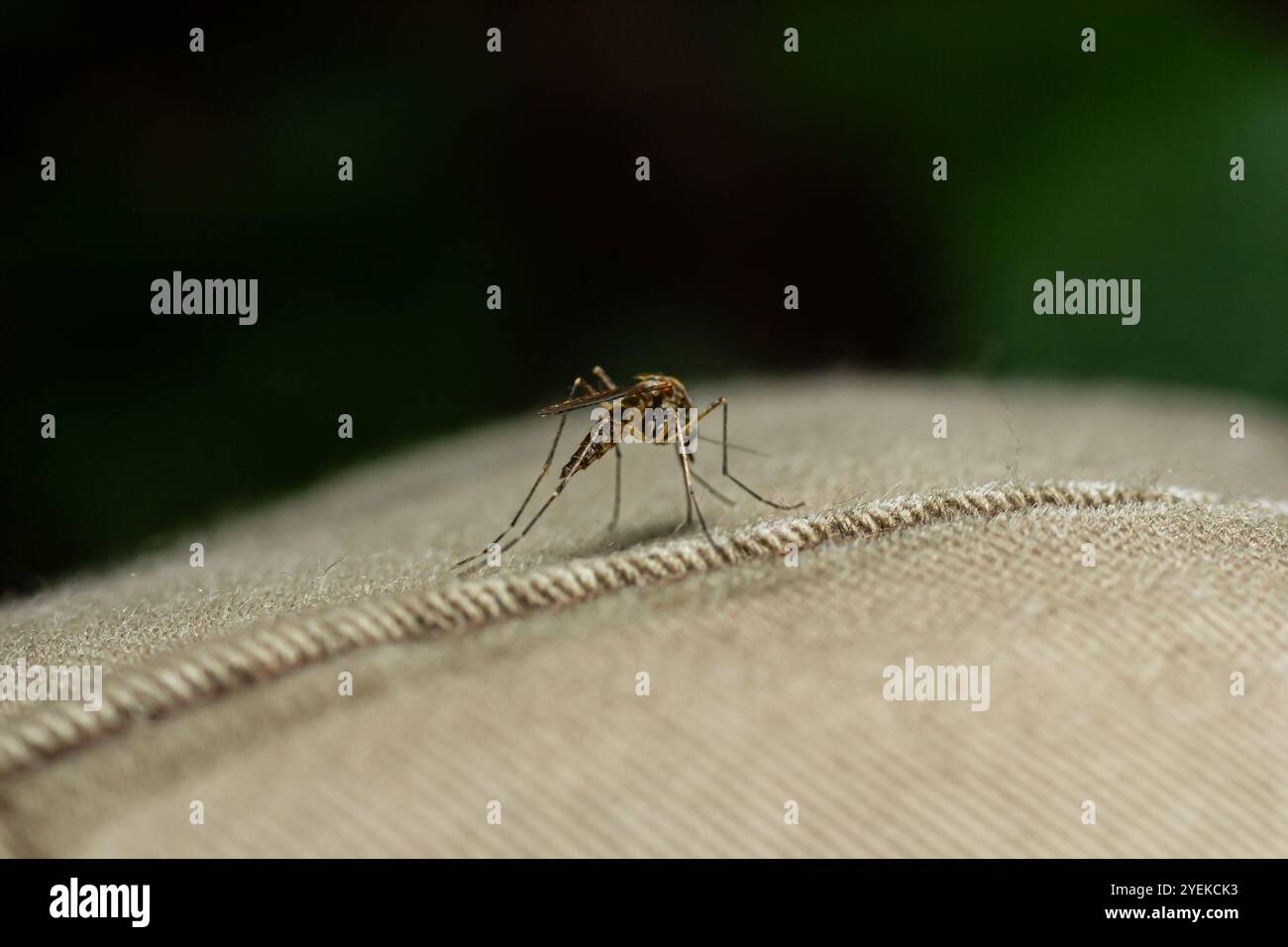 Aedes aegypti skin hi-res stock photography and images - Alamy