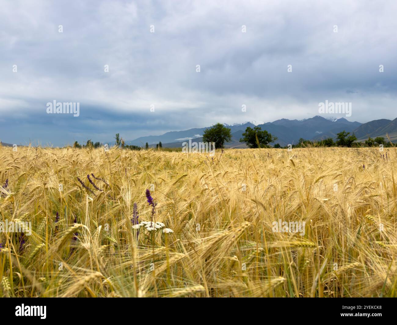 A golden barley field with mountain ranges in the background under a ...