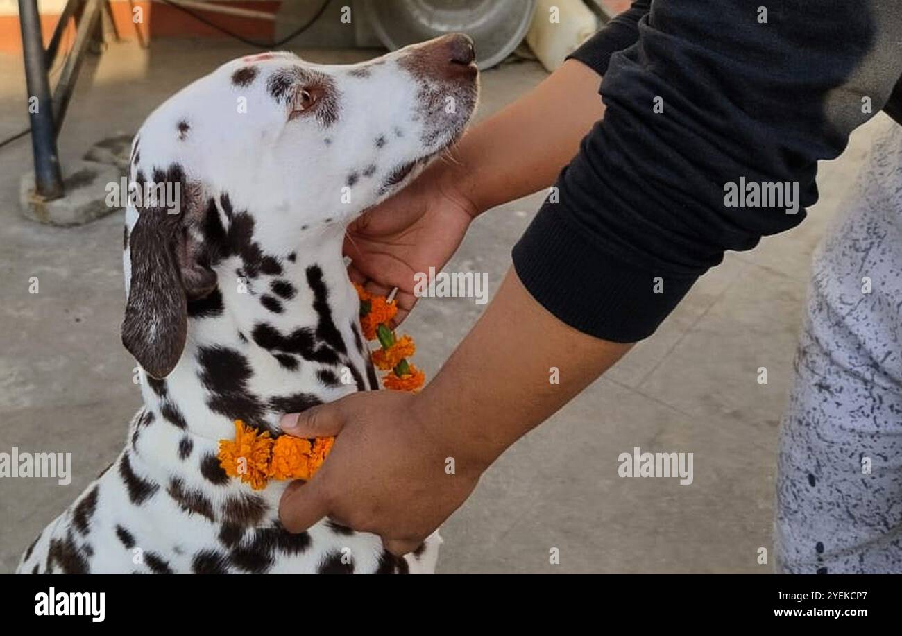 October 31, 2024: A dog is worshiped during a religious ceremony of ...