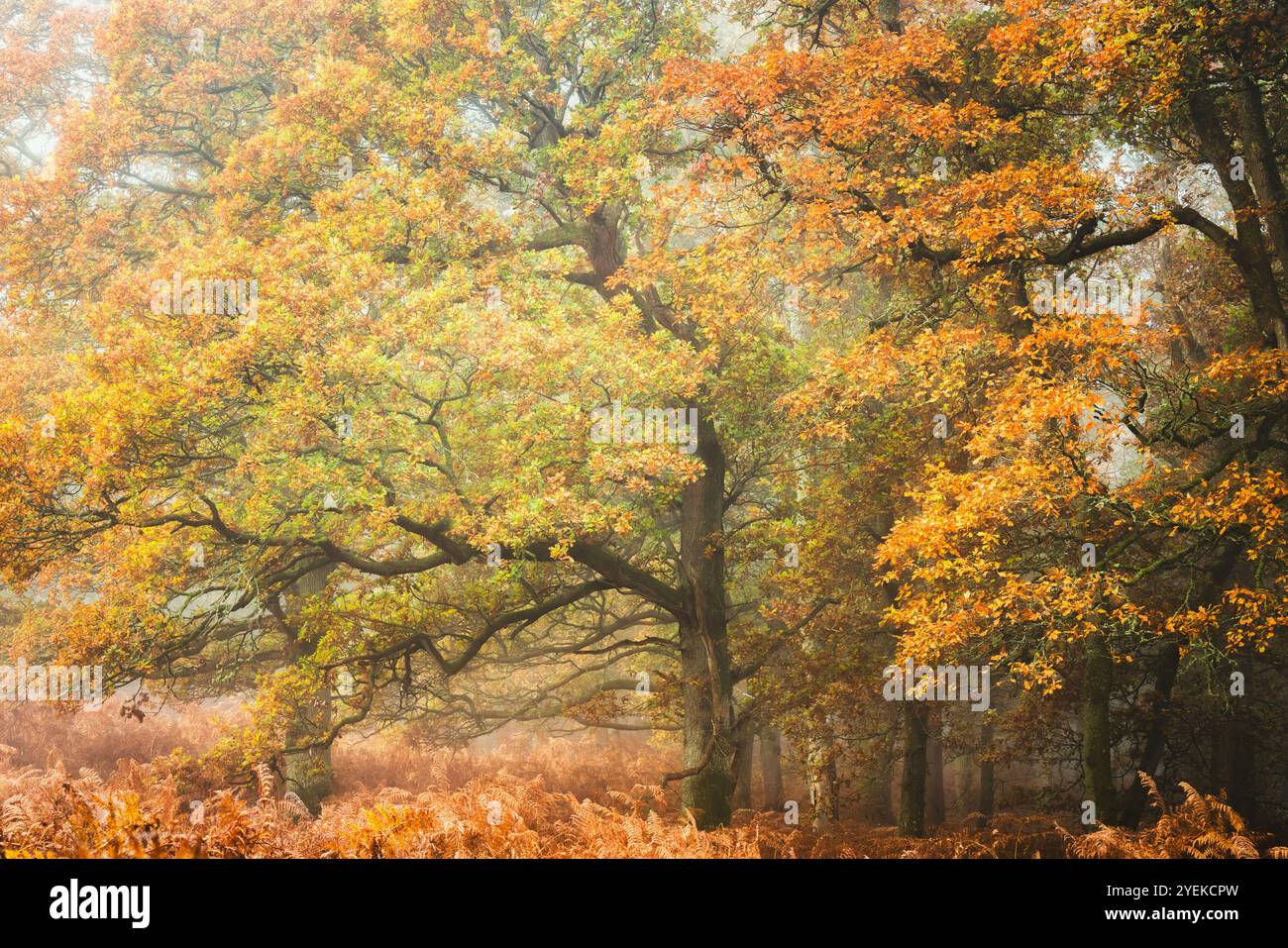 Misty morning light filters through the twisted branches of English Oak ...
