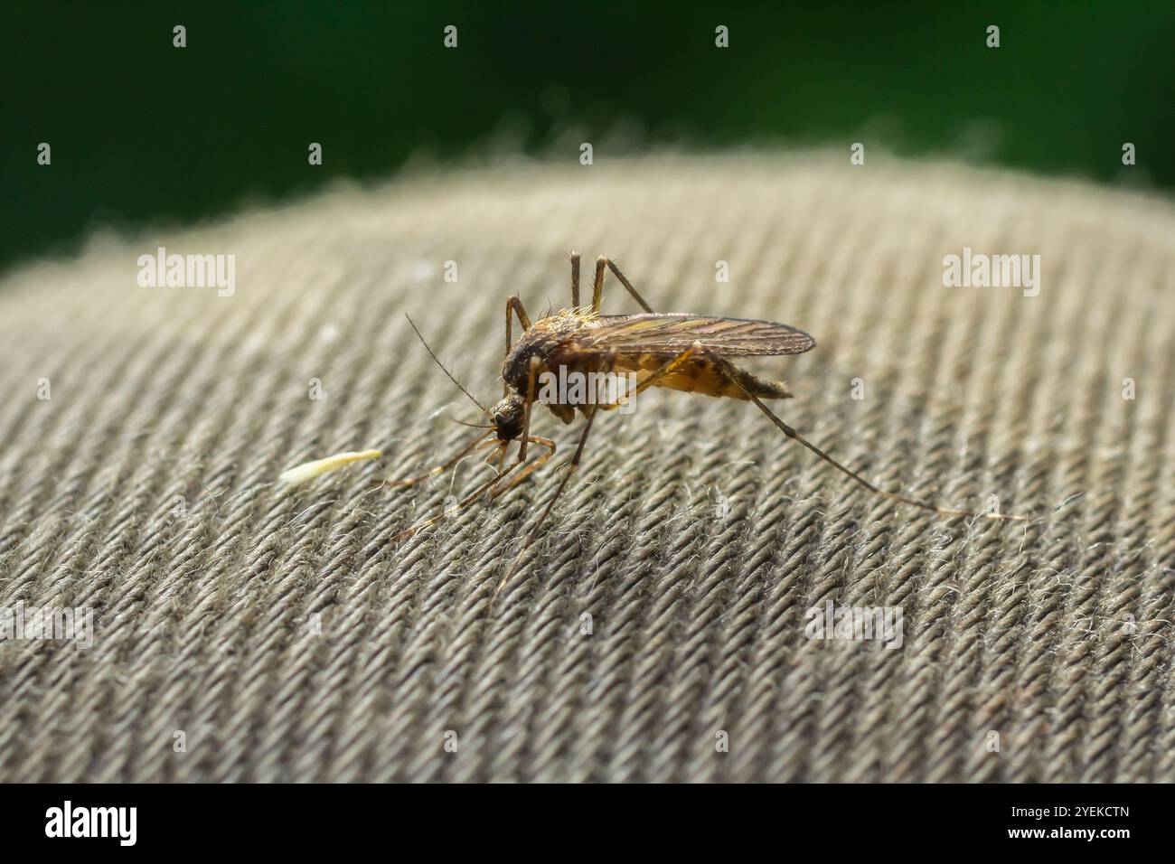 Insect in mouth human hi-res stock photography and images - Alamy