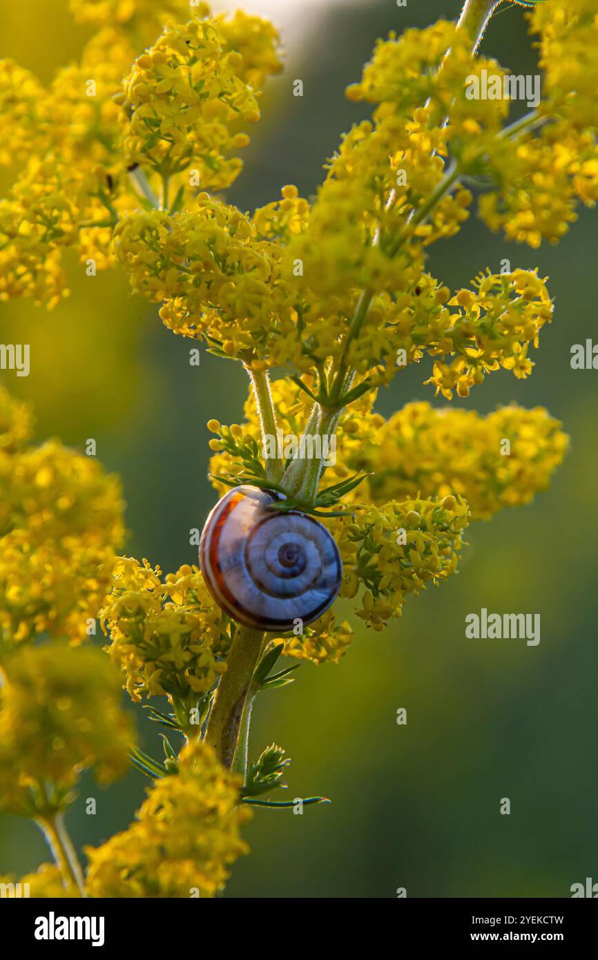Heath snail Helicella itala banded form, a species of medium-sized, air ...