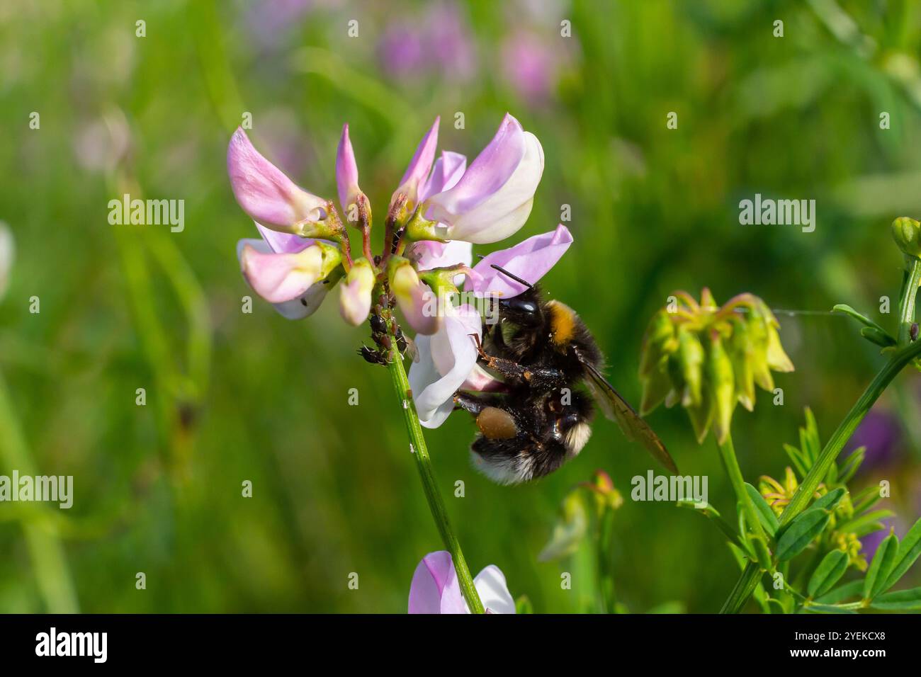 Bumble bee sitting on a thistle flower, closeup. Front view. Genus ...