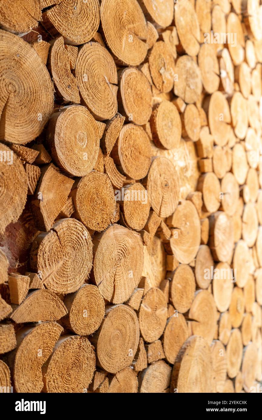 Wooden beams in cross section Round ring. Tree firewood cut. Wood ...