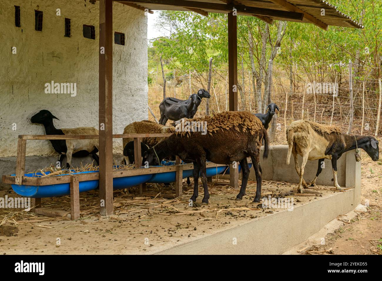 Caprinocultura hi-res stock photography and images - Alamy