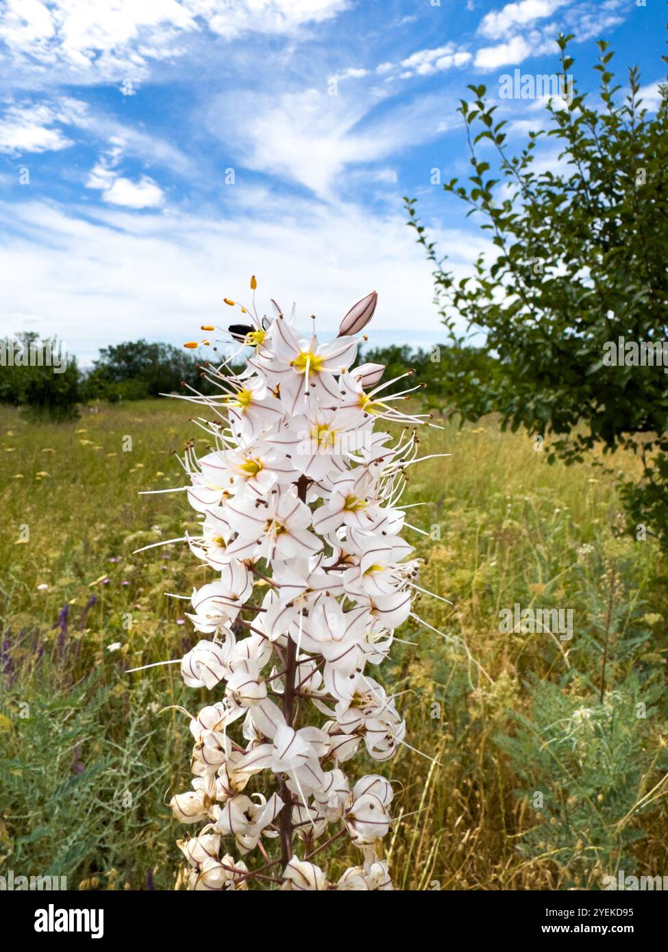 Himalaicus hi-res stock photography and images - Alamy