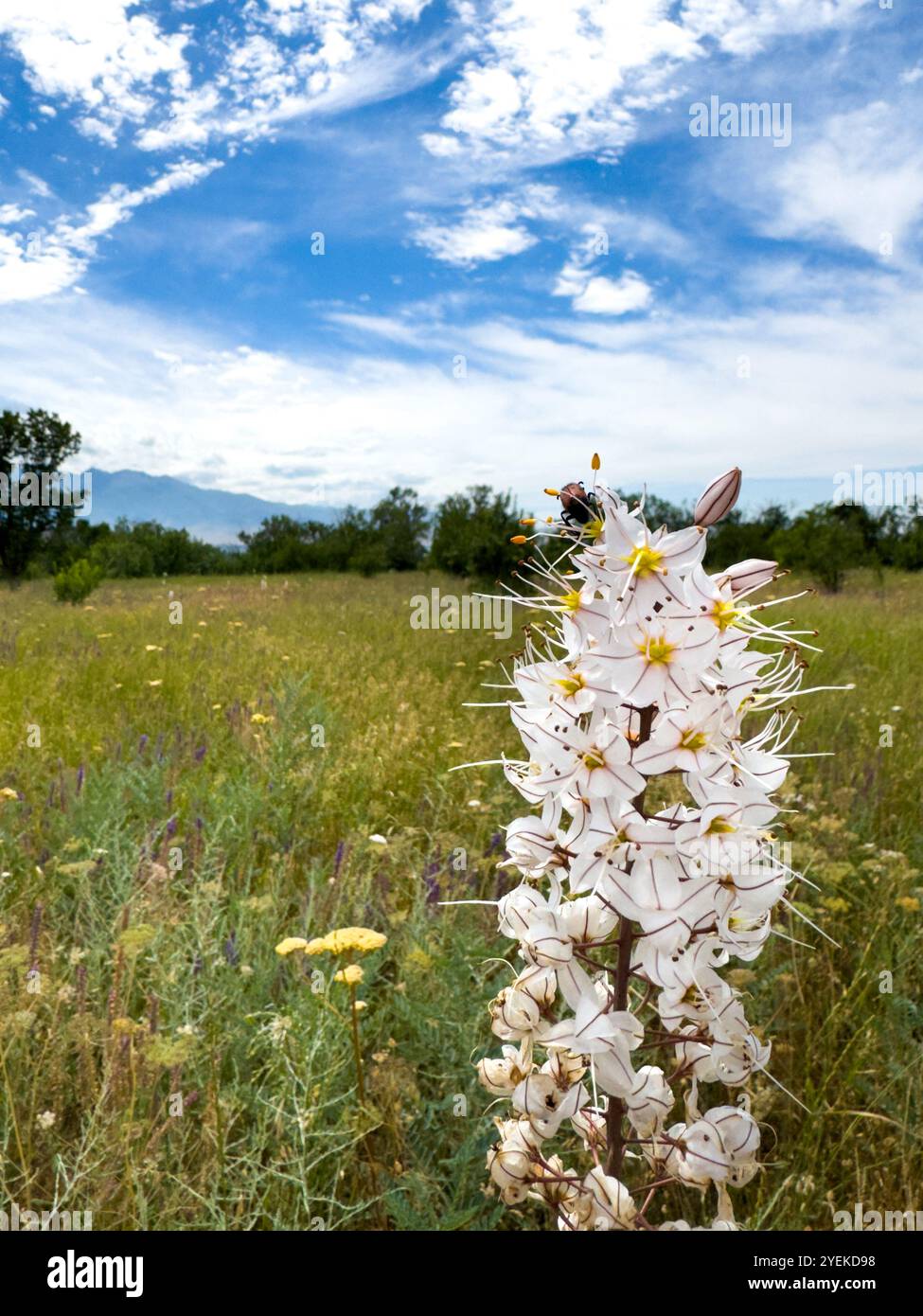 Himalaicus hi-res stock photography and images - Alamy