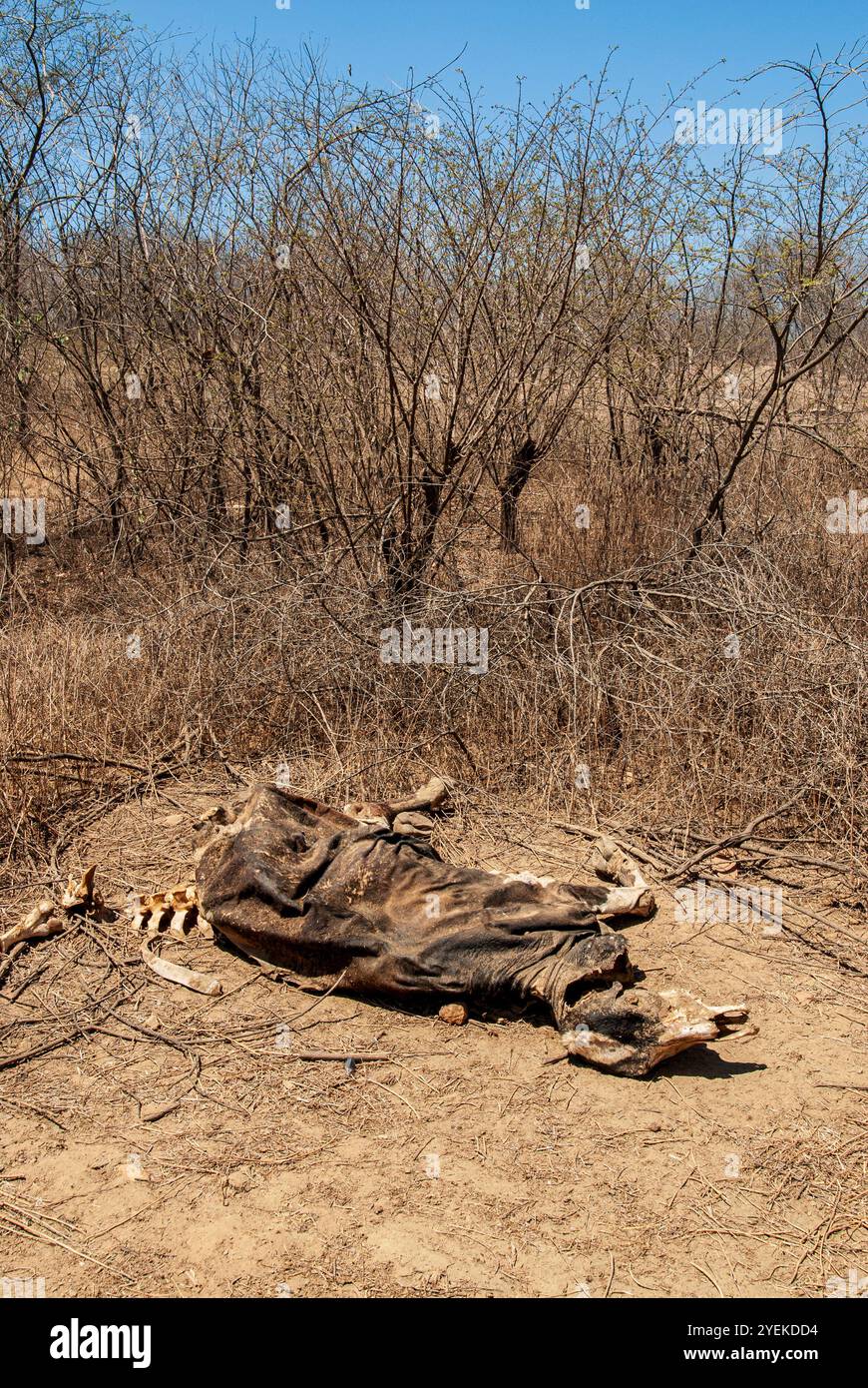 Carcass of cow dead due to drought, in the Caatinga, countryside of ...
