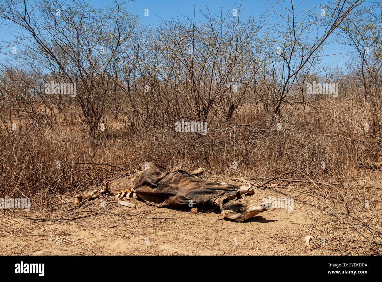 Carcass of cow dead due to drought, in the Caatinga, countryside of ...