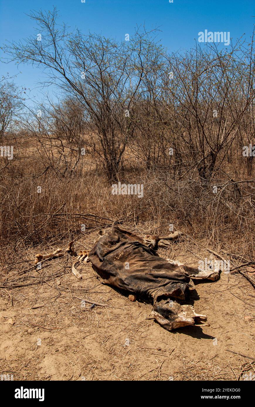 Carcass of cow dead due to drought, in the Caatinga, countryside of ...