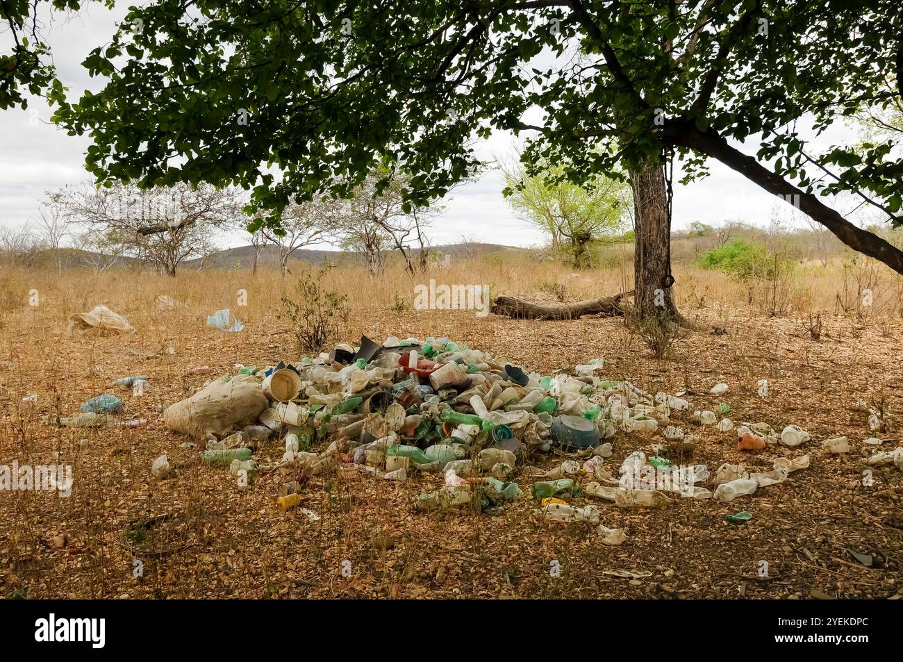 Plastic waste being gathered under a tree for recycling, in the ...