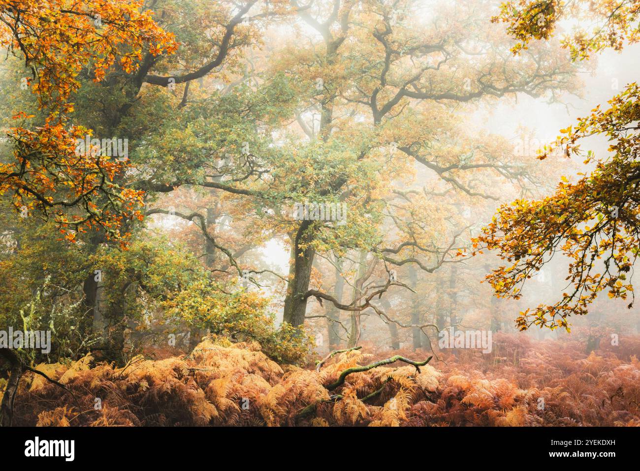 Misty morning light filters through the twisted branches of English Oak ...