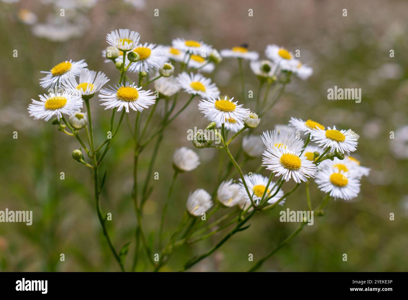 Wild flower inflorescence, bunch of white flowers on same stalk Stock ...