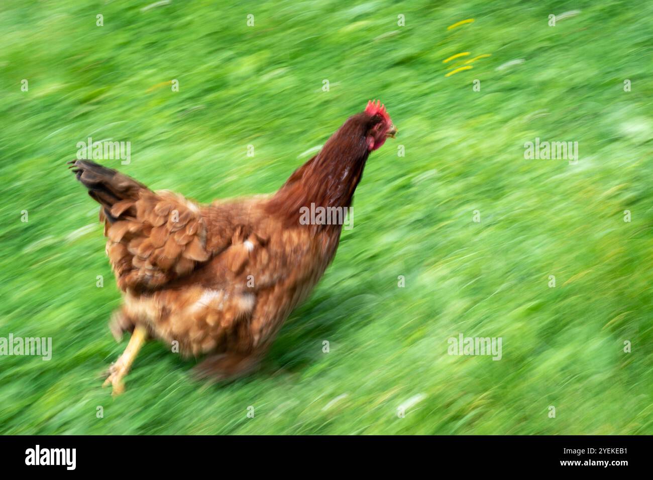 Chicken run hi-res stock photography and images - Alamy