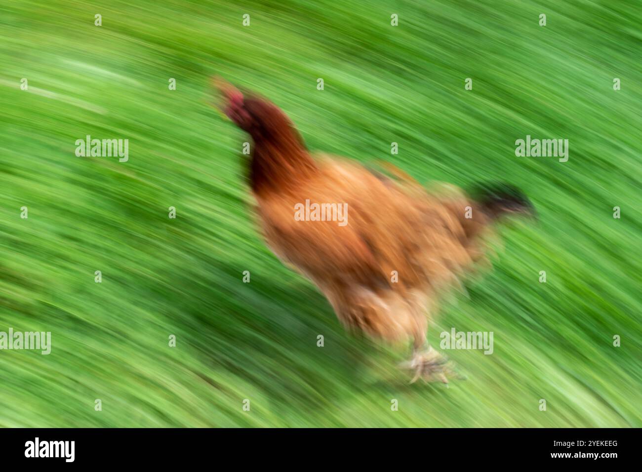 Chicken run through grass, intentional motion blur Stock Photo - Alamy