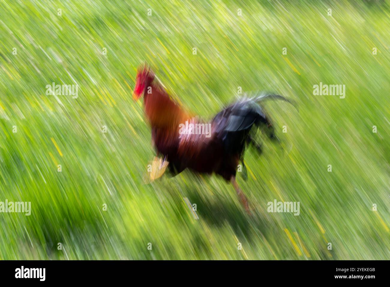 Motion rooster hi-res stock photography and images - Alamy