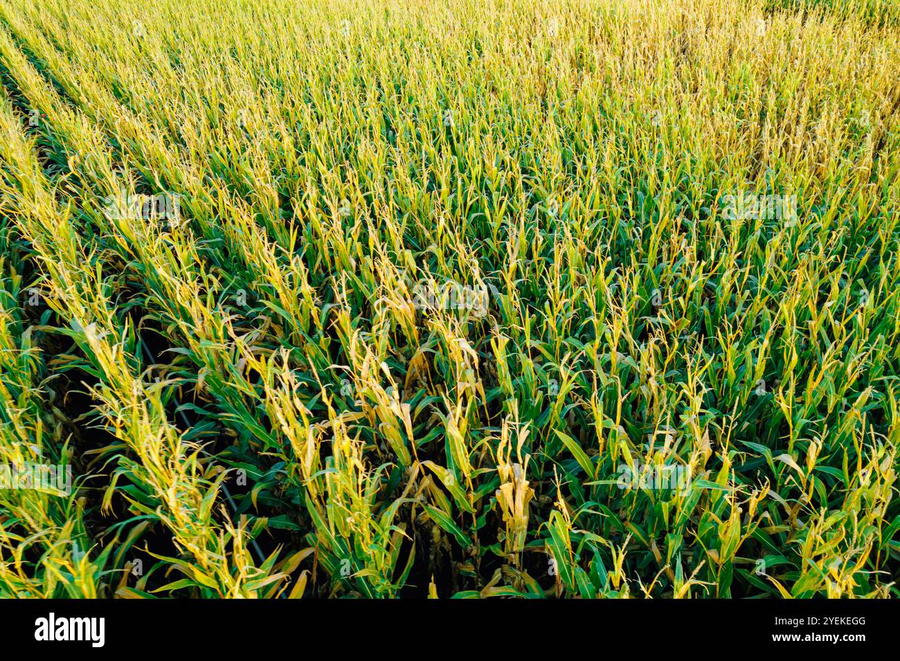 Top view corn field harvesting hi-res stock photography and images - Alamy