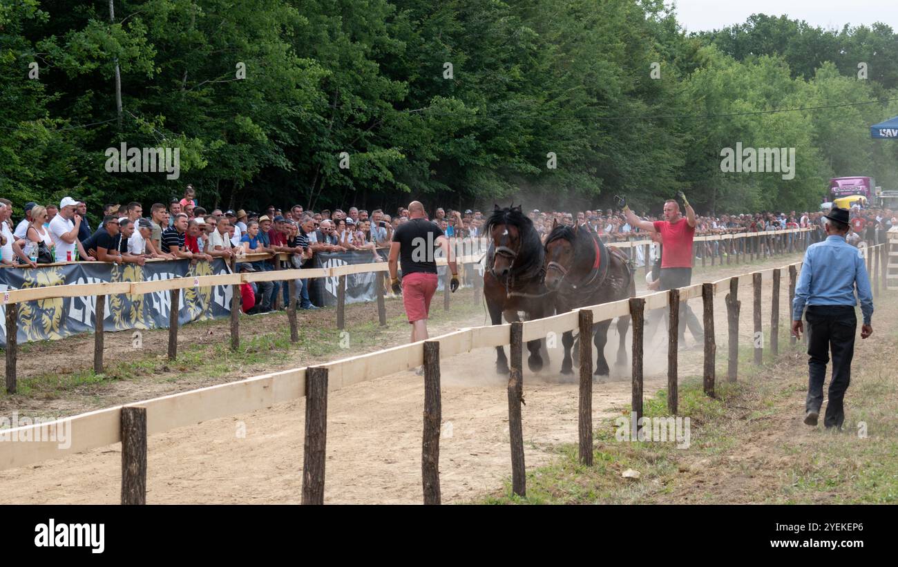 Pulling log with horses, horse power demonstration Stock Photo - Alamy