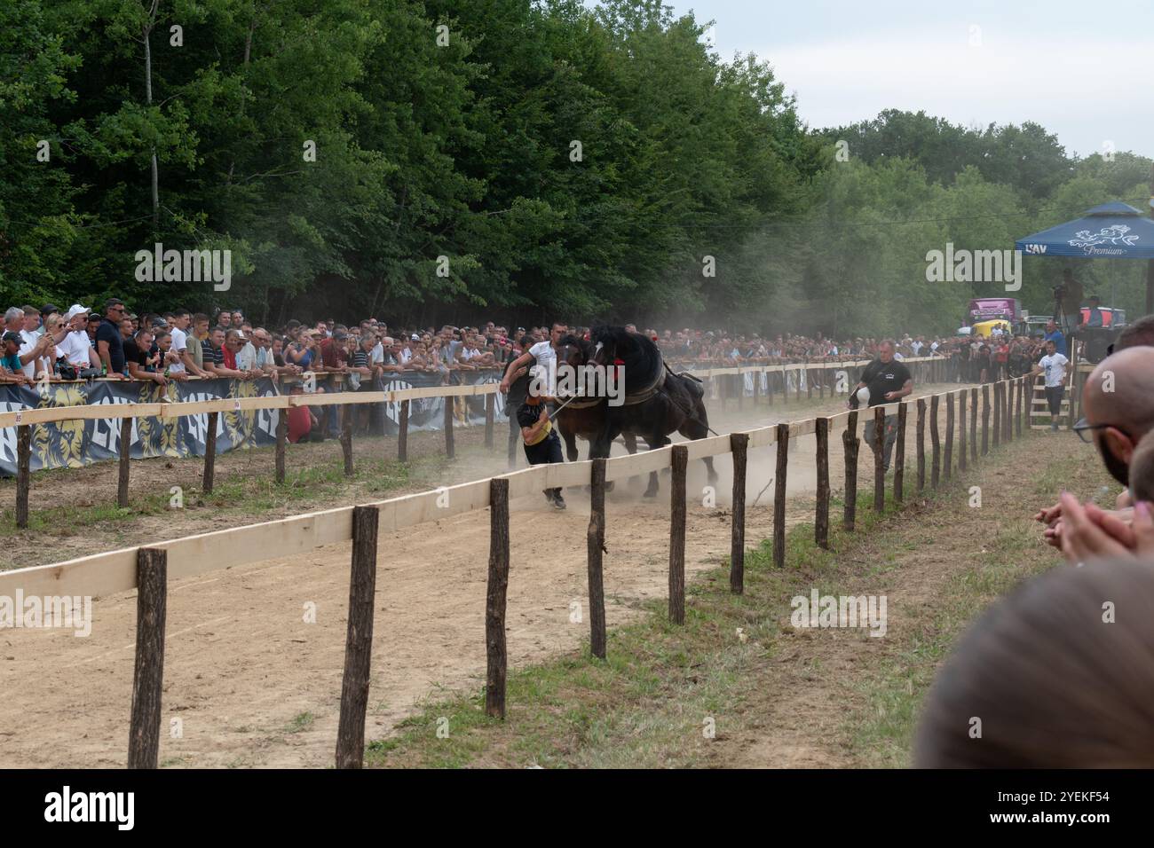 Pulling log with horses, horse power demonstration Stock Photo - Alamy