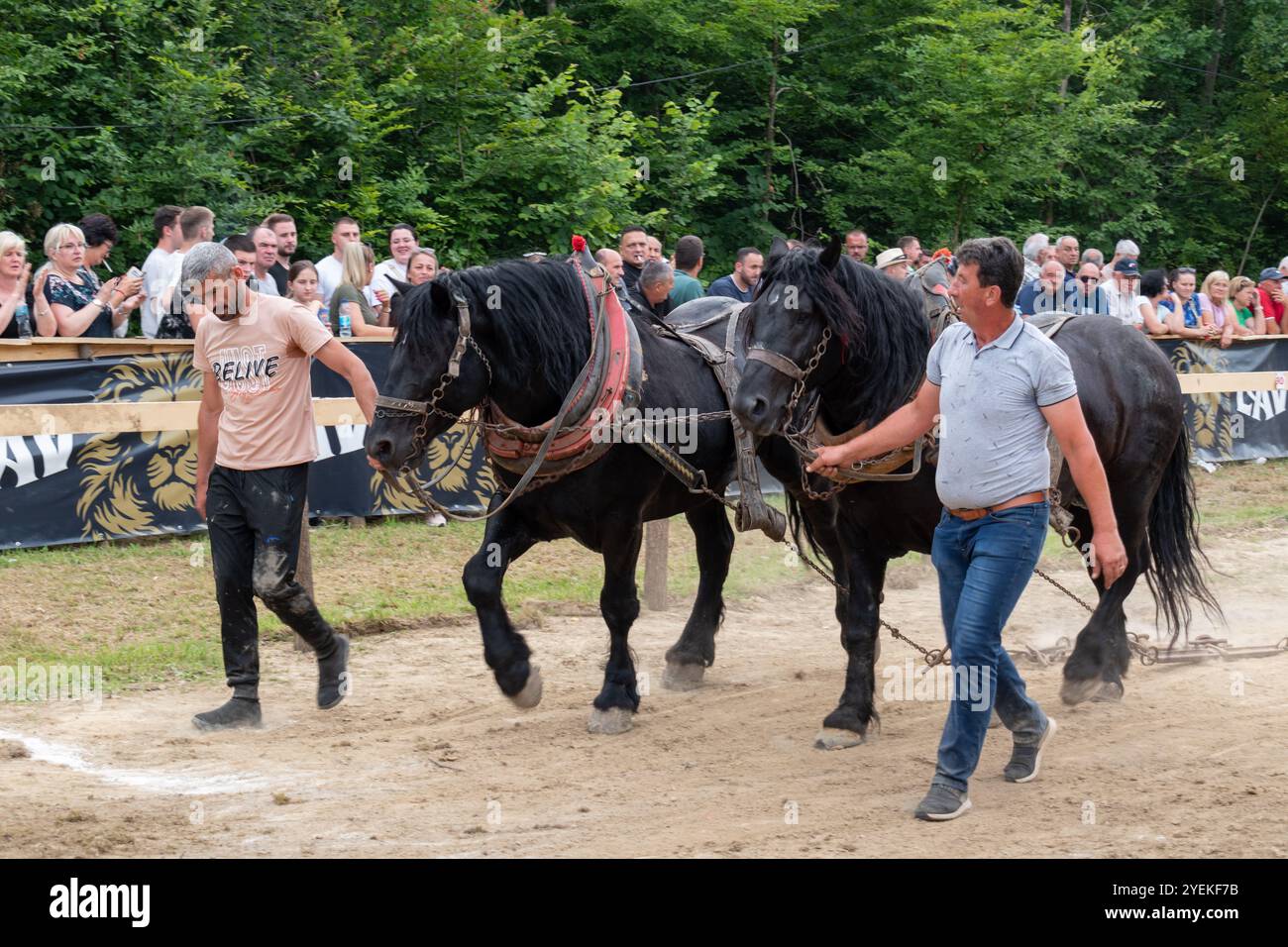 Owners showing their horse to audience at log pull event Stock Photo ...