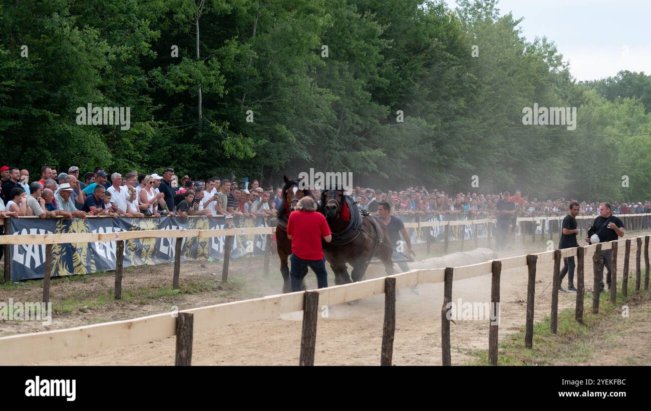 Pulling log with horses, horse power demonstration Stock Photo - Alamy