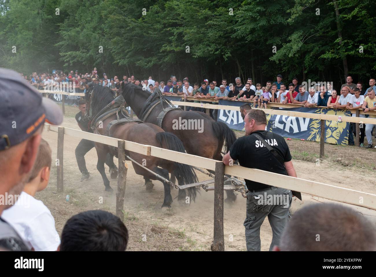Pulling log with horses, horse power demonstration Stock Photo - Alamy