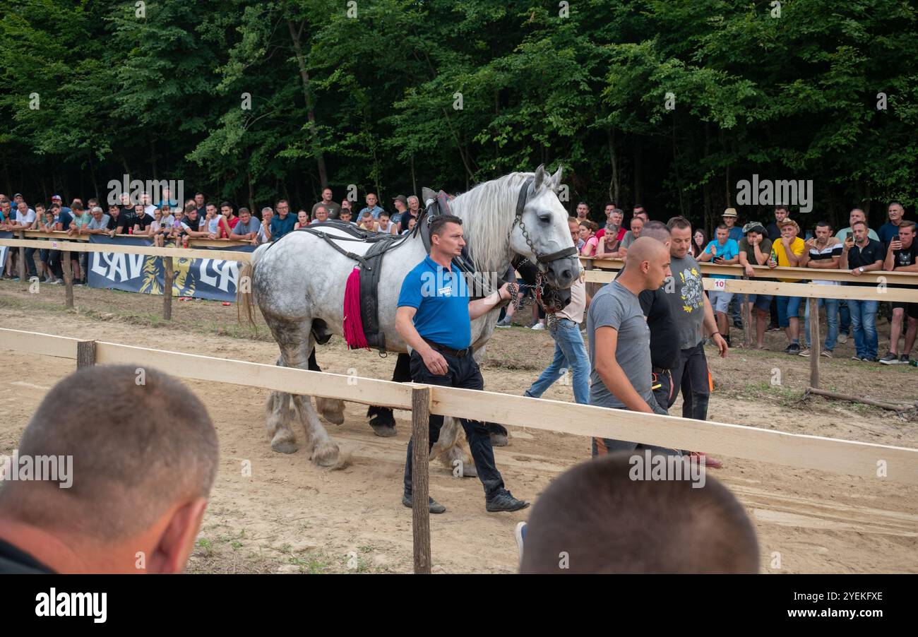 Owners showing their horse to audience at log pull event Stock Photo ...
