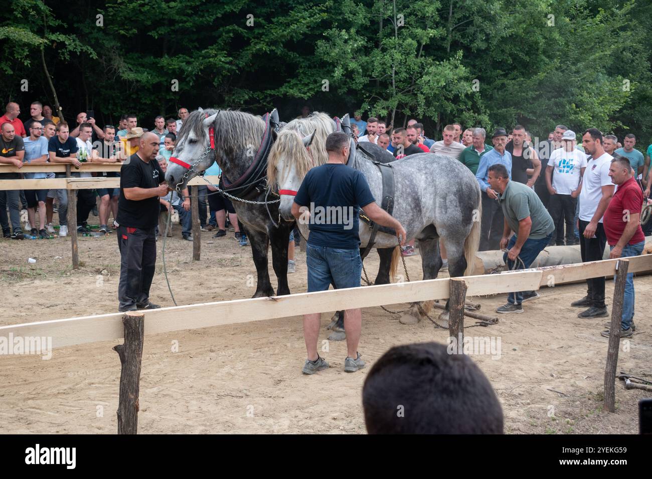 Pulling log with horses, horse power demonstration Stock Photo - Alamy
