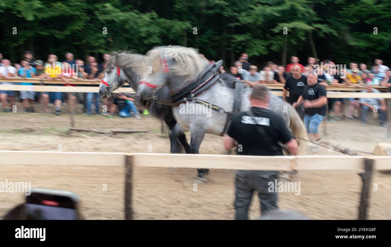 Pulling log with horses, horse power demonstration Stock Photo - Alamy