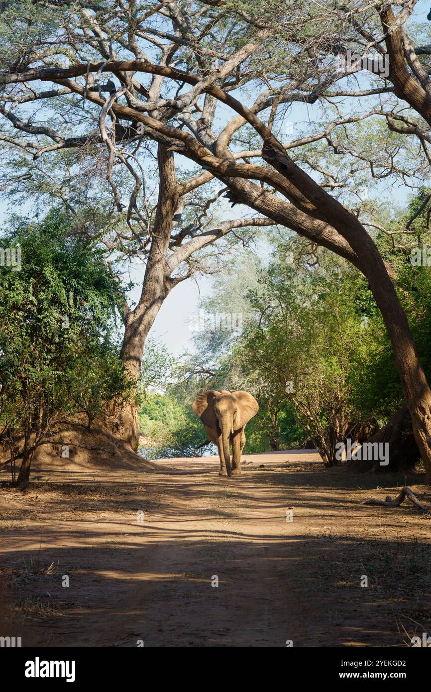 Elephant, since male animal, walking towards camera through an arch of ...