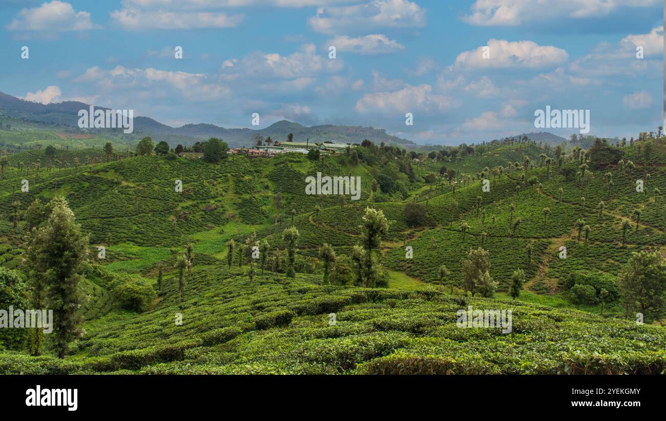 Beautiful Tea garden at Valparai,Tamil Nadu,India Stock Photo - Alamy
