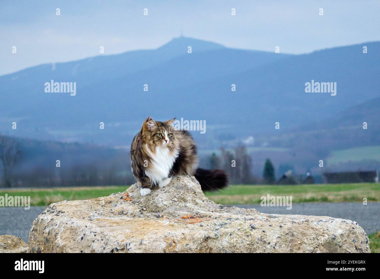 Cat sitting on a large rock in an open landscape with distant mountains ...