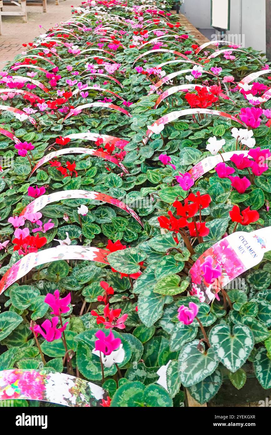Polystyrene plant tubs hi-res stock photography and images - Alamy