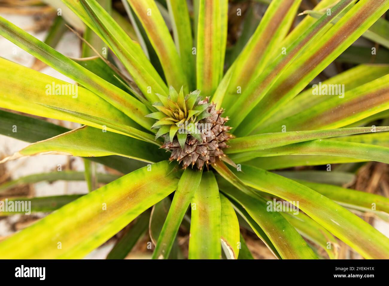 Pineapple cultivation plantation on pineapple fruit growing close up ...