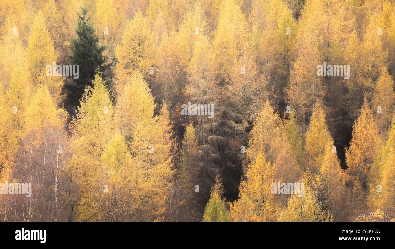 Golden autumnal larch trees create a serene and vibrant forest ...