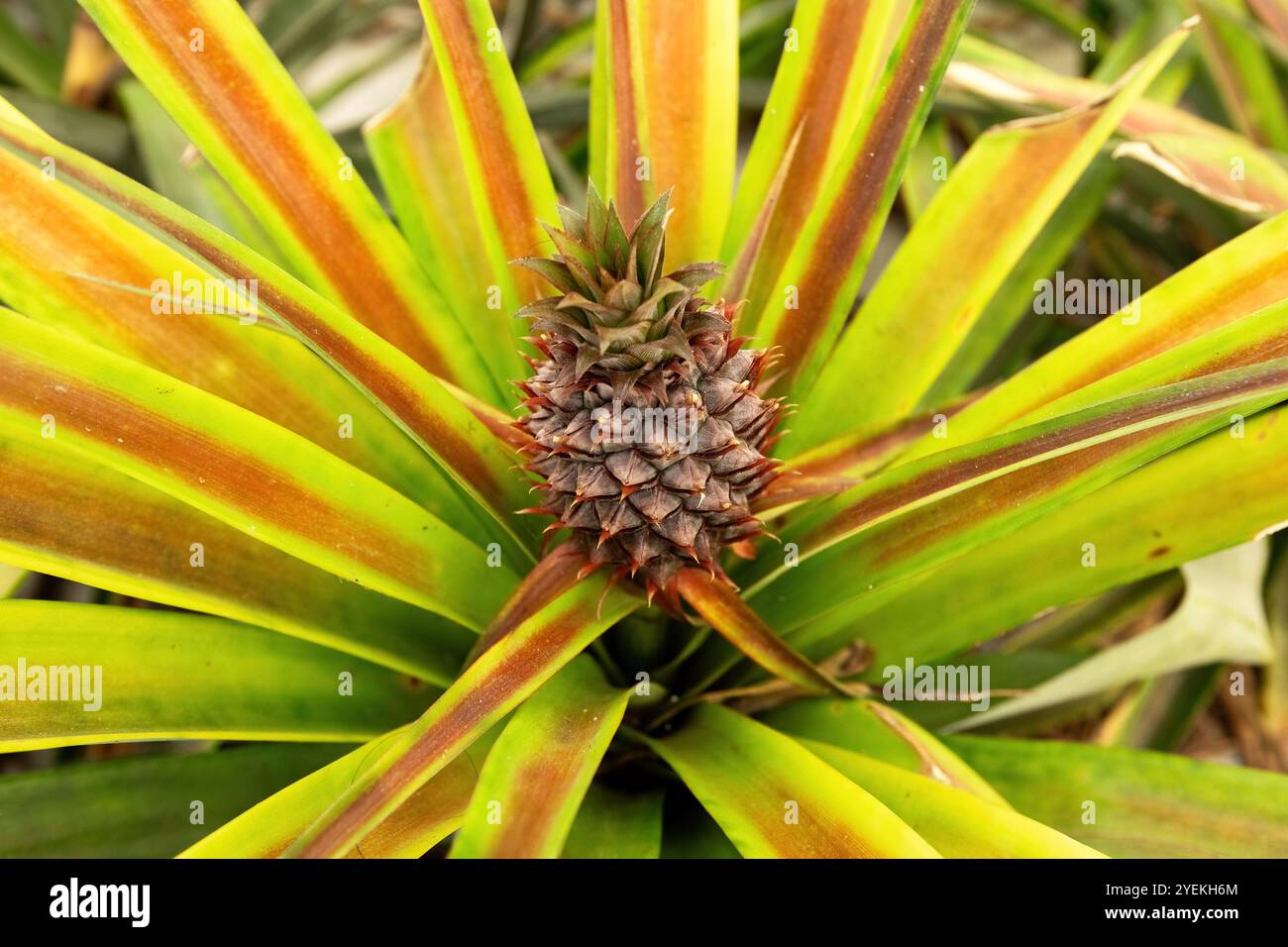 Pineapple cultivation plantation on pineapple fruit growing close up ...